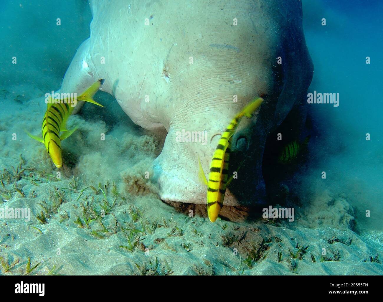 Dugongo dugong hi-res stock photography and images - Alamy