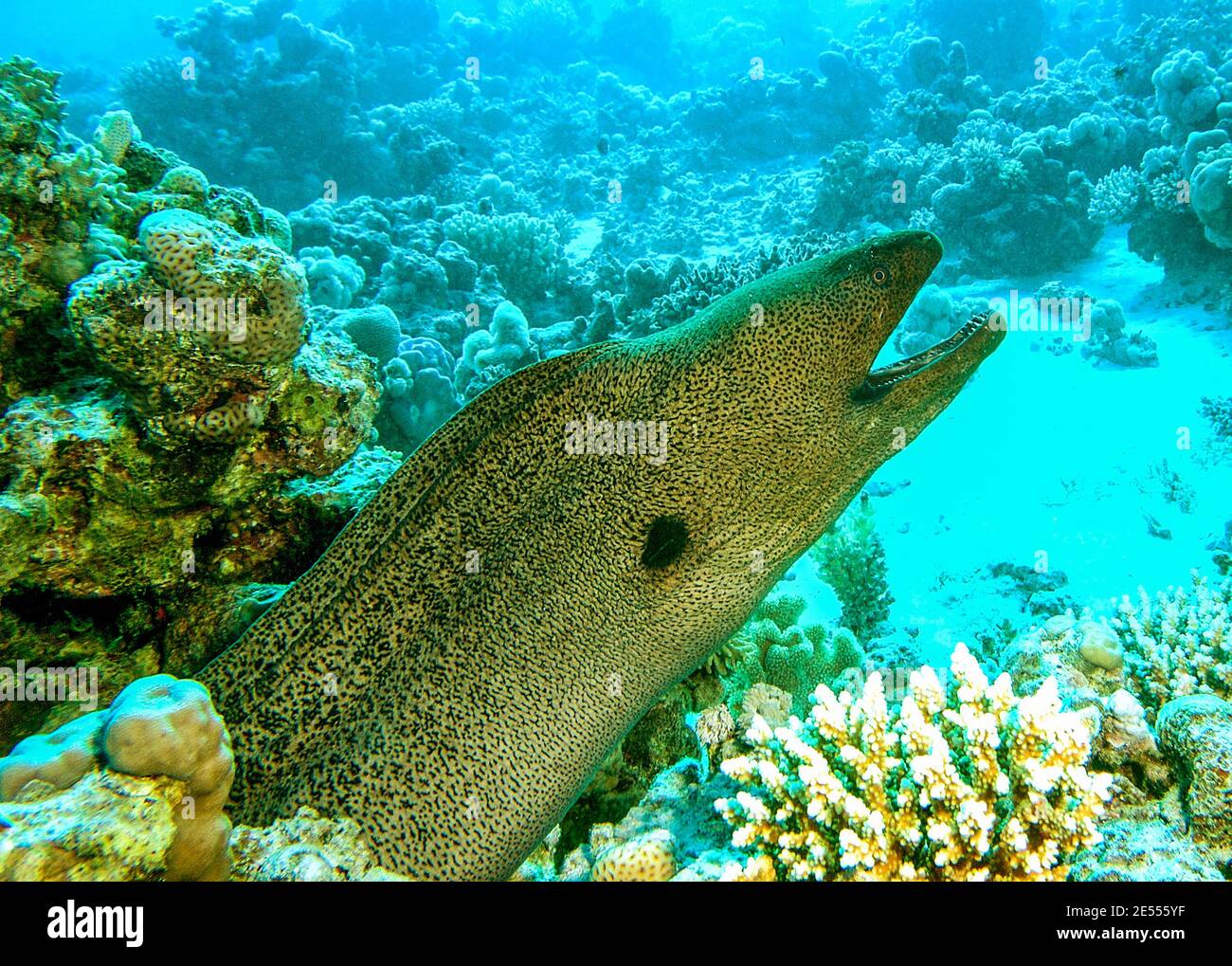 A tropical moray Stock Photo - Alamy