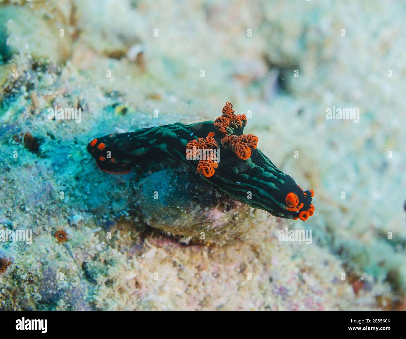 Black nudibranch hi-res stock photography and images - Alamy