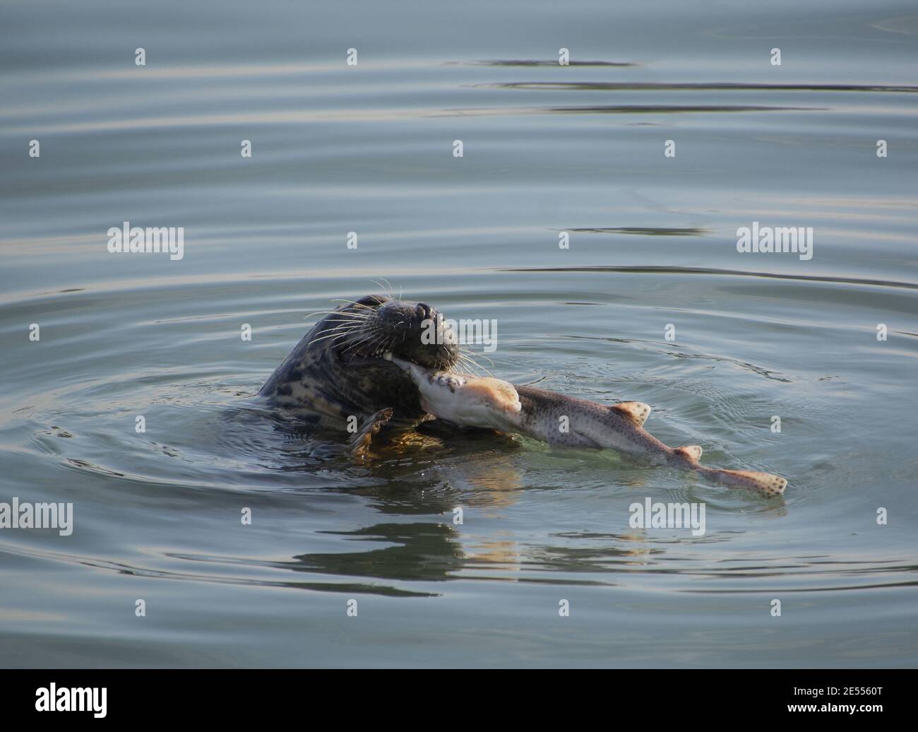 A seal eating a fish Stock Photo - Alamy