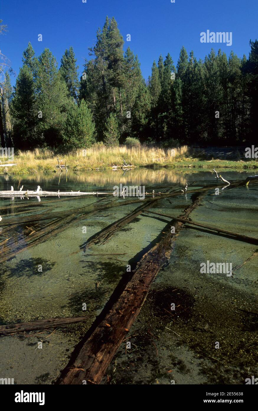 Spring Creek, Winema National Forest, Oregon Stock Photo - Alamy