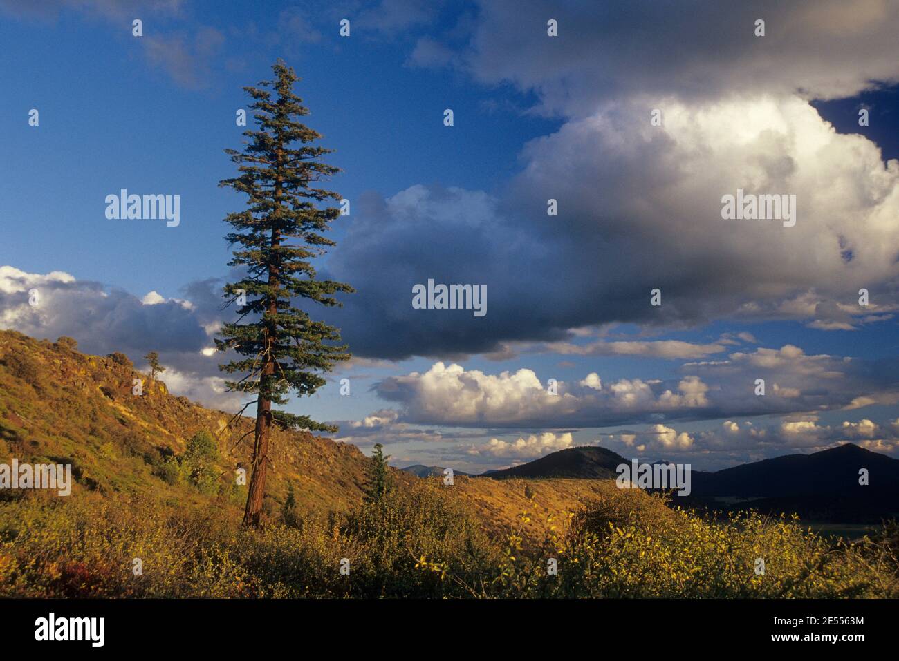Ponderosa basin hi-res stock photography and images - Alamy