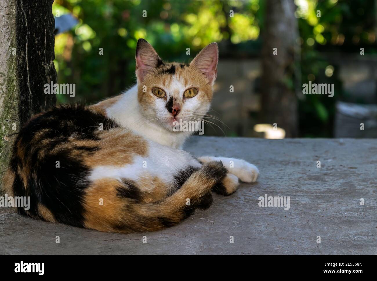 Domestic female hi-res stock photography and images - Alamy