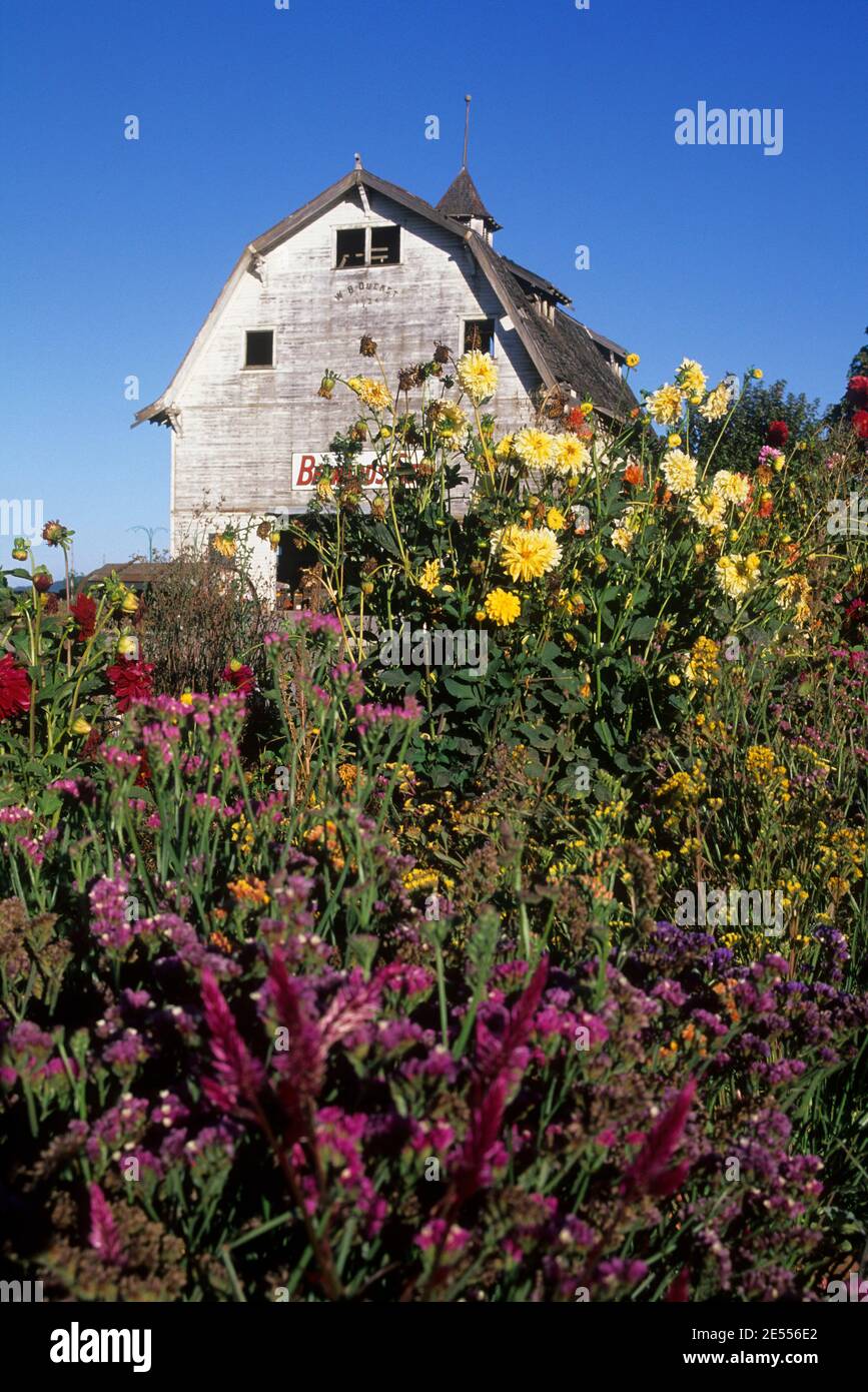 Farm barn with flowers hi-res stock photography and images - Alamy