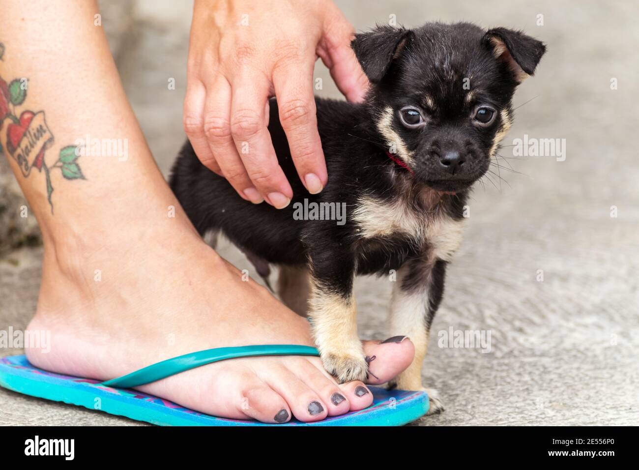 Black puppy with his paw on the toes of his human new friend Stock ...