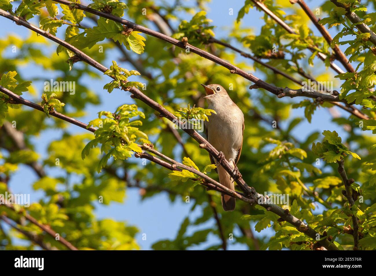 Nightingale Singing Tree High Resolution Stock Photography and Images ...
