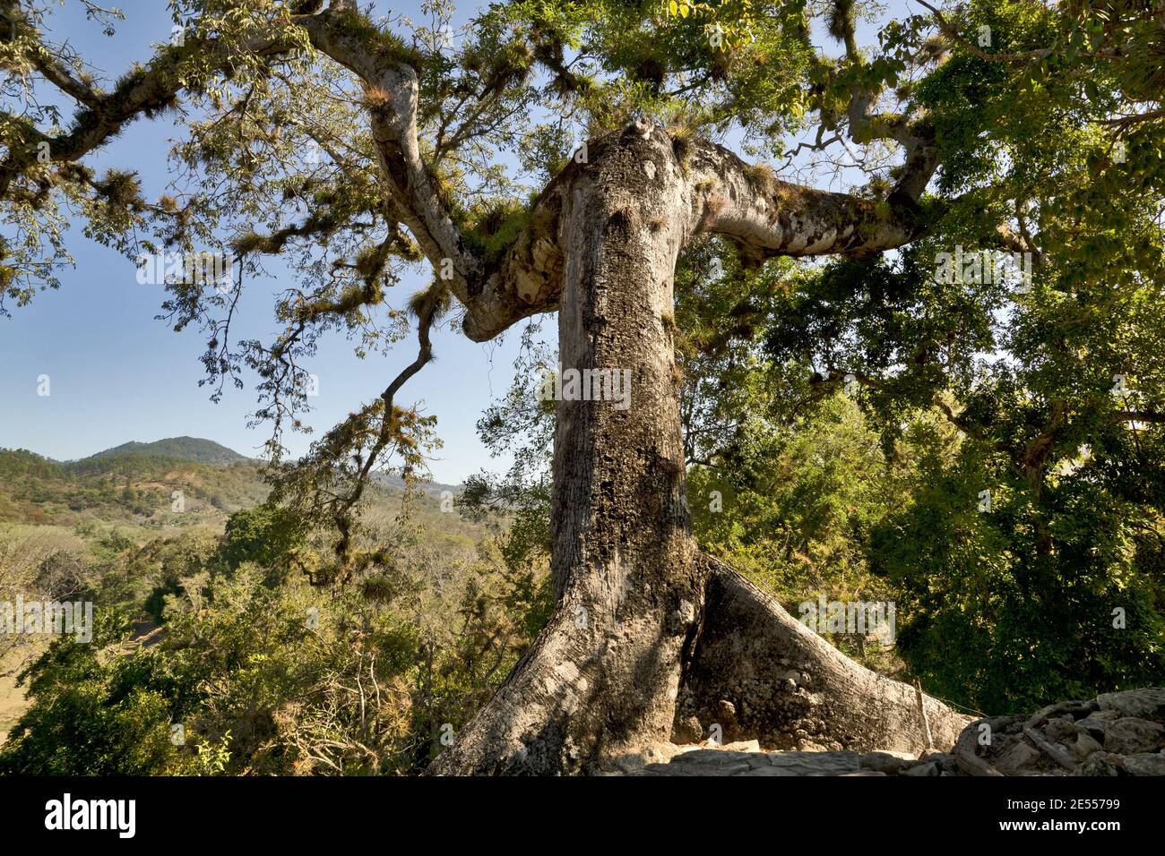 Copan, Honduras, Central America: spectacular trees at mayan site ...
