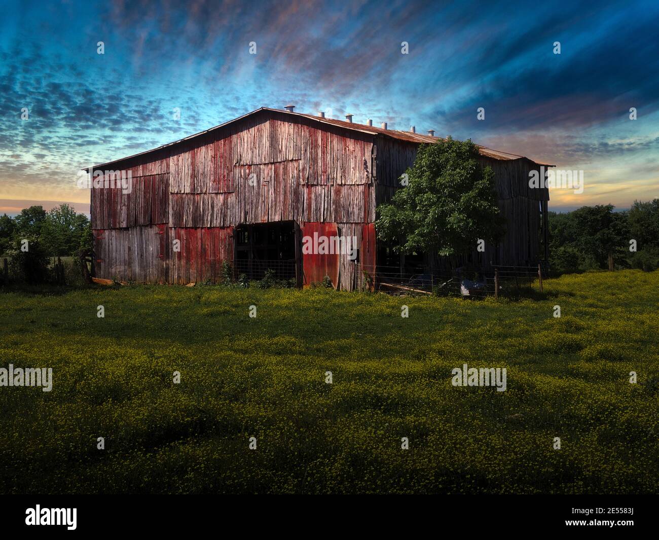 Old red rustic American iron barn under evening light in a yellow field ...