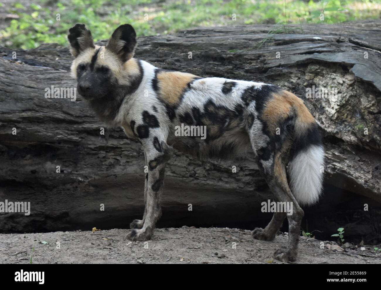 Spotted african hunting dog standing infront od a fallen tree Stock ...
