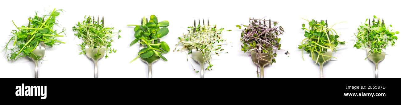 Collage of different microgreens on a white background. Selective focus ...