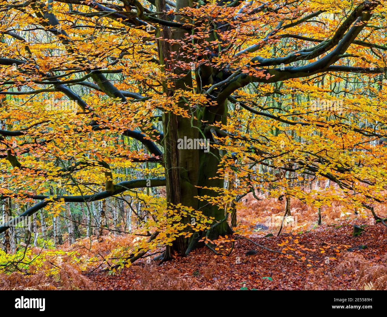 Late autumn trees in woodland at Bow Wood near Lea in the Derbyshire ...