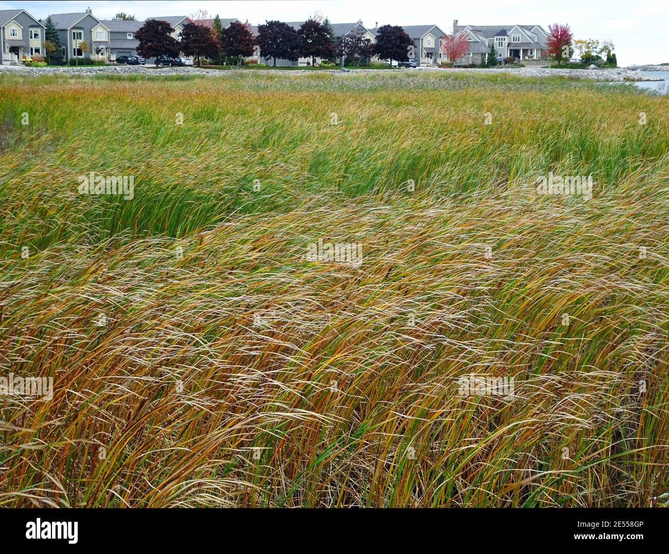 Grass fronds hi-res stock photography and images - Alamy