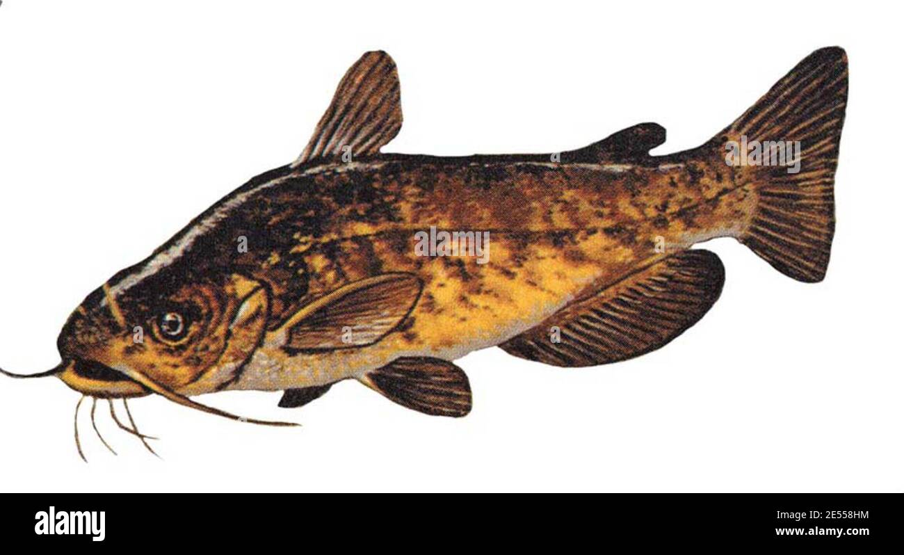 Brown bullhead ameiurus nebulosus vintage hi-res stock photography and ...