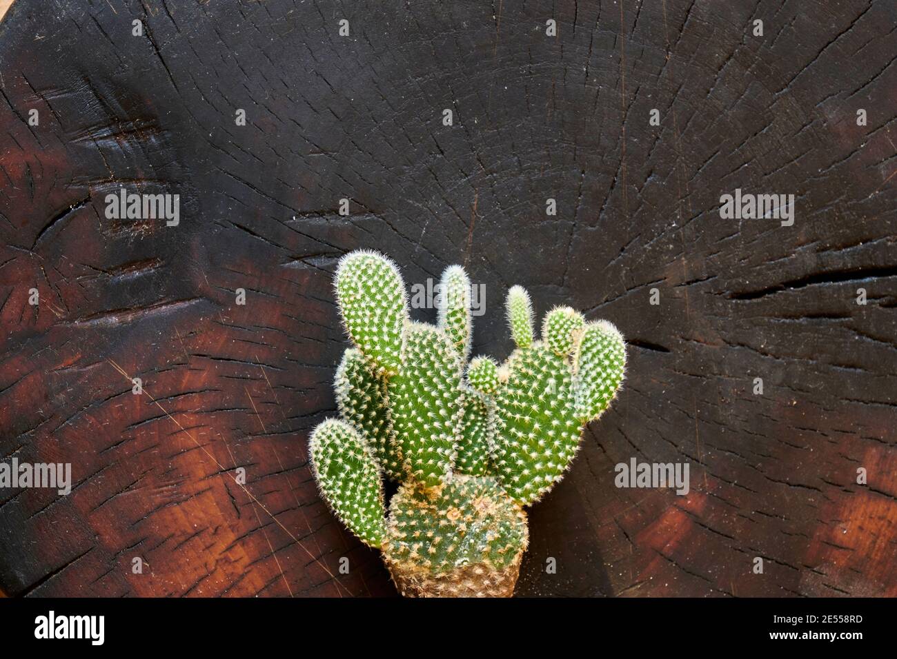 Dark cactus hi-res stock photography and images - Alamy