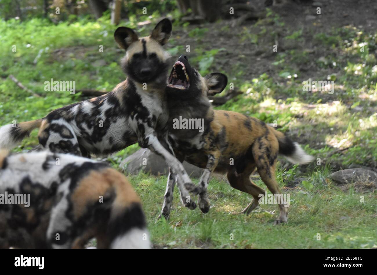 Zoo two dogs hunting hi-res stock photography and images - Alamy