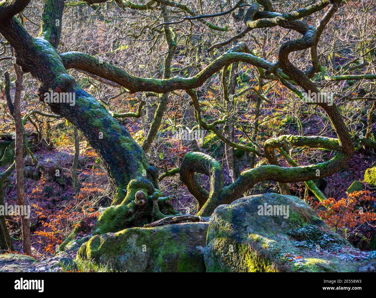 Padley gorge ancient oak woodland hi-res stock photography and images ...