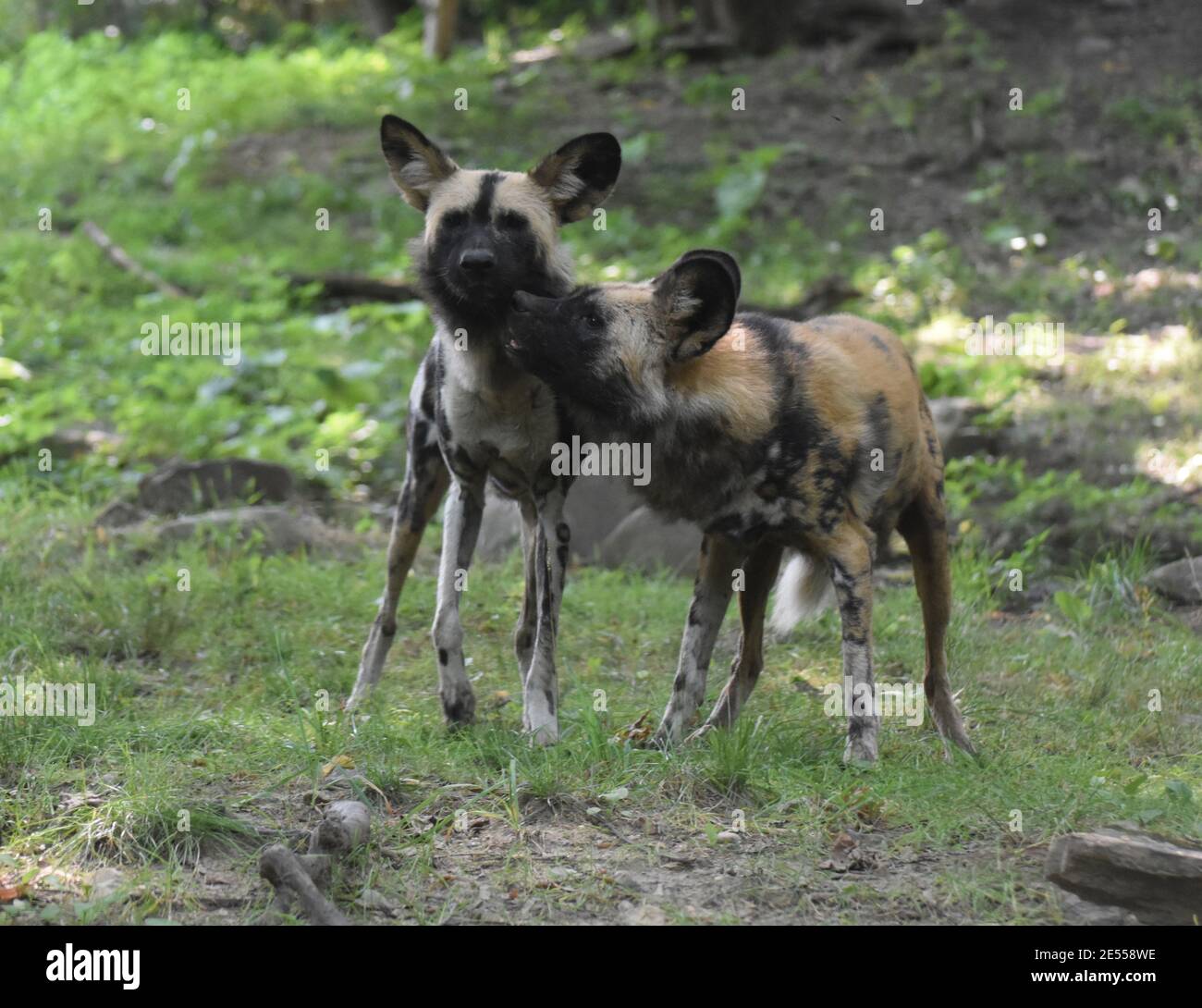 A Pair of cute wild dogs playing with each other Stock Photo - Alamy