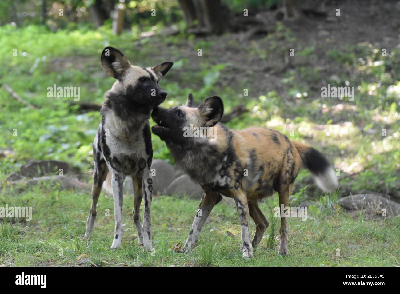 Two african wild dogs playing with one another Stock Photo - Alamy