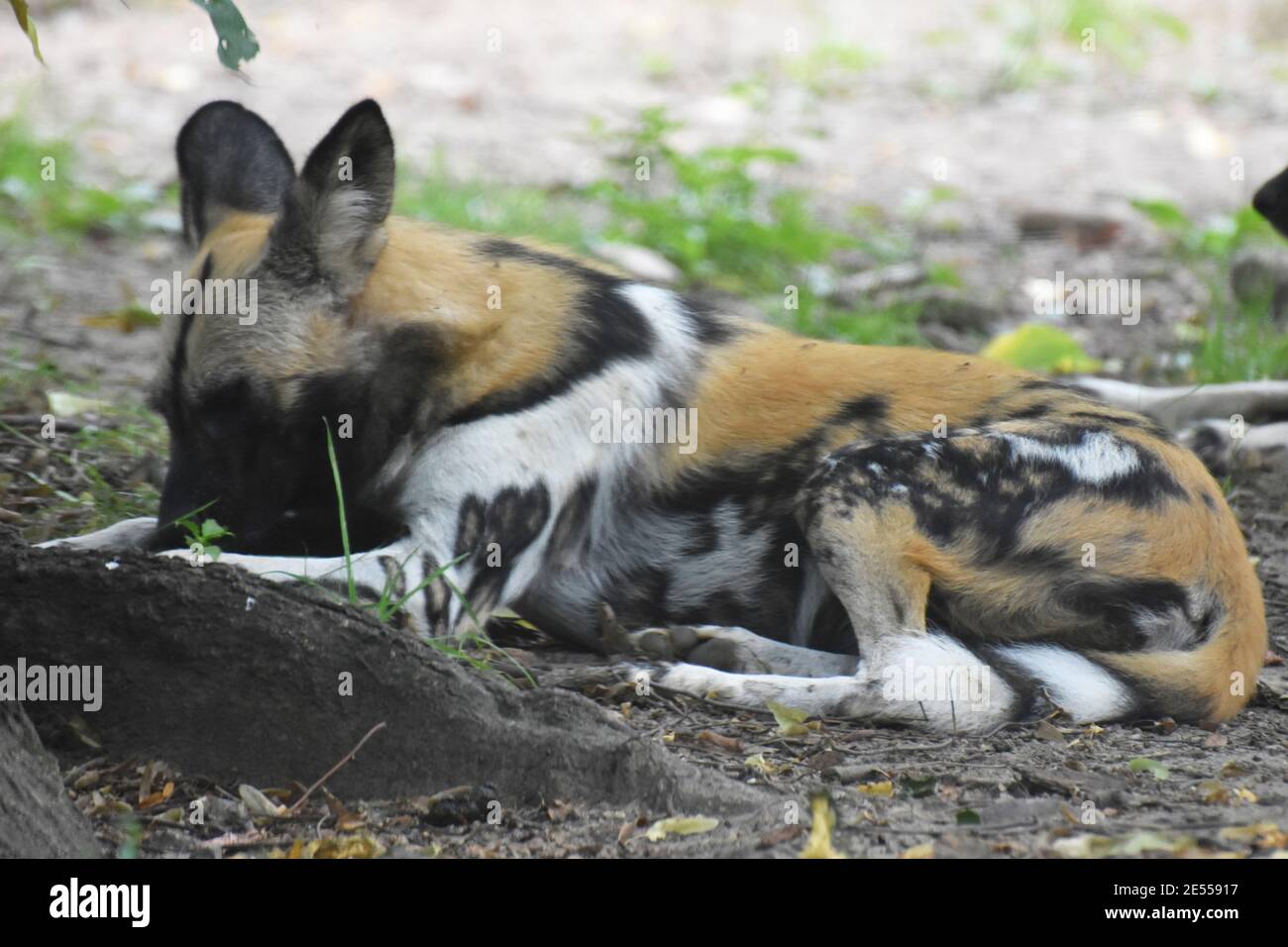Wolf sniffing ground hi-res stock photography and images - Alamy