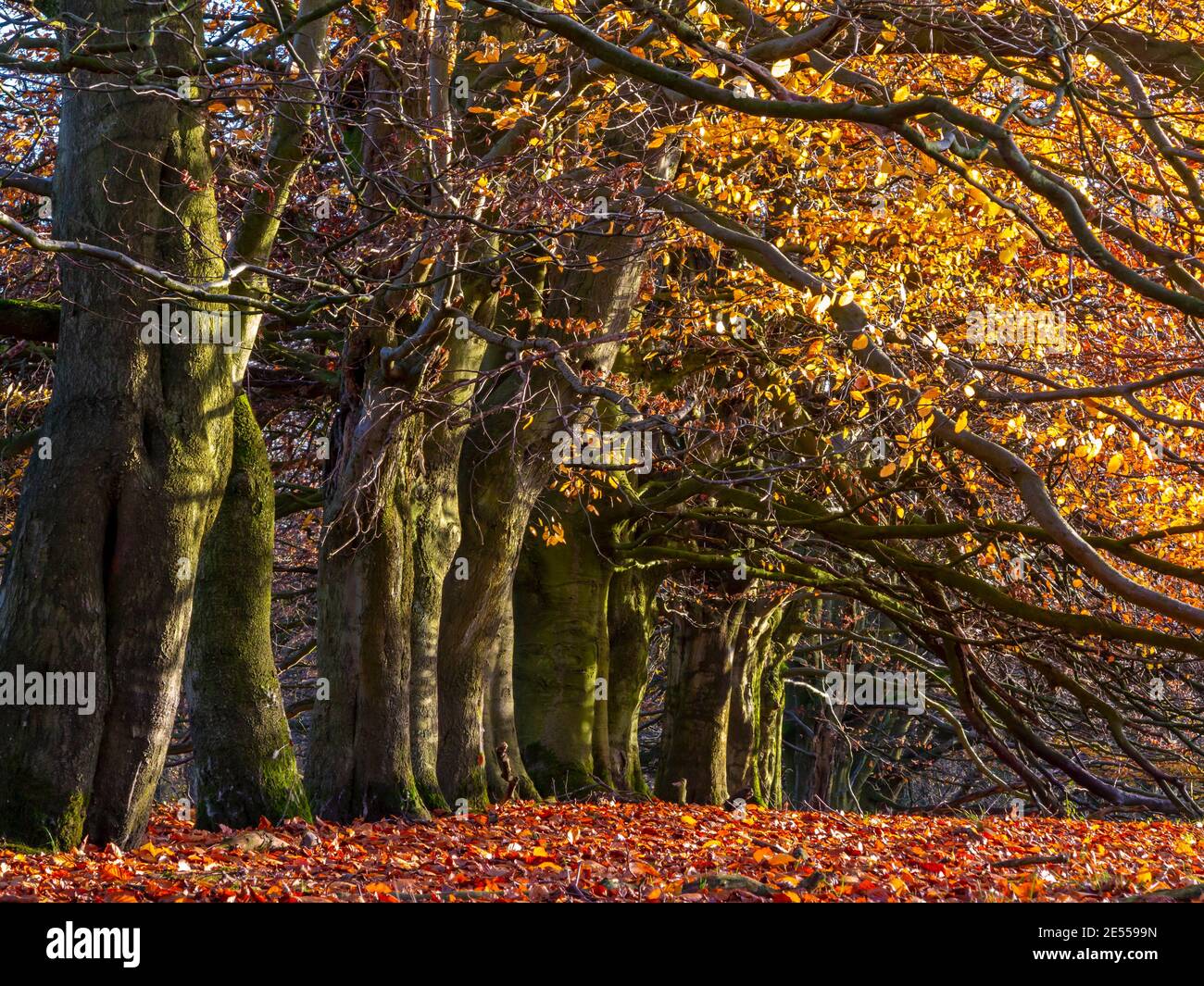 Autumn trees at Two Dales near Matlock in the Derbyshire Dales part of ...