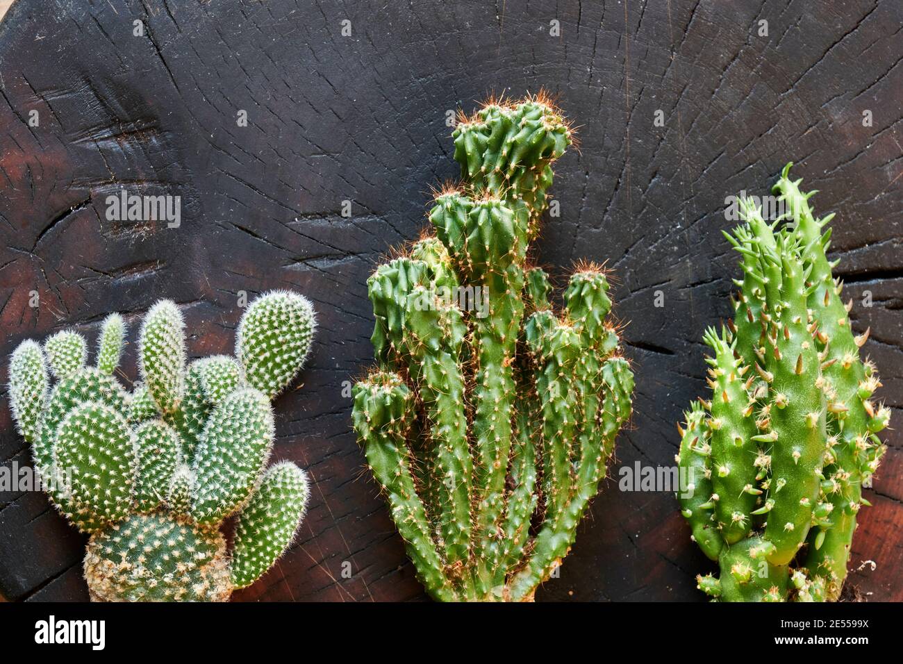 three cacti against the background of a dark cut of a tree Stock Photo ...