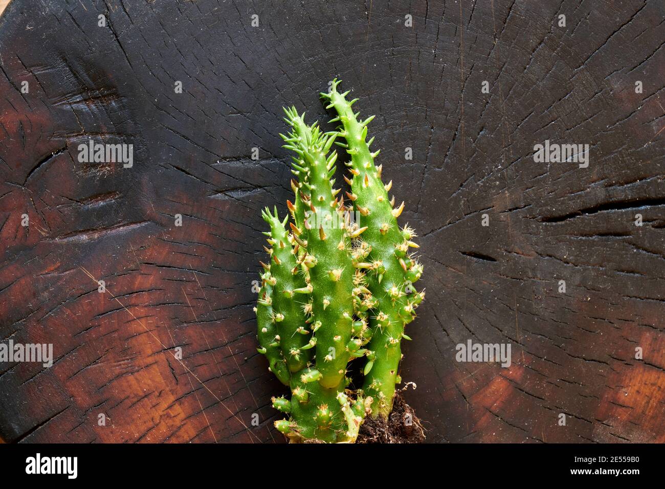 Dark Cactus High Resolution Stock Photography and Images - Alamy