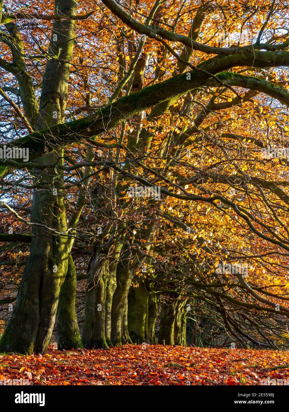 Autumn trees at Two Dales near Matlock in the Derbyshire Dales part of ...