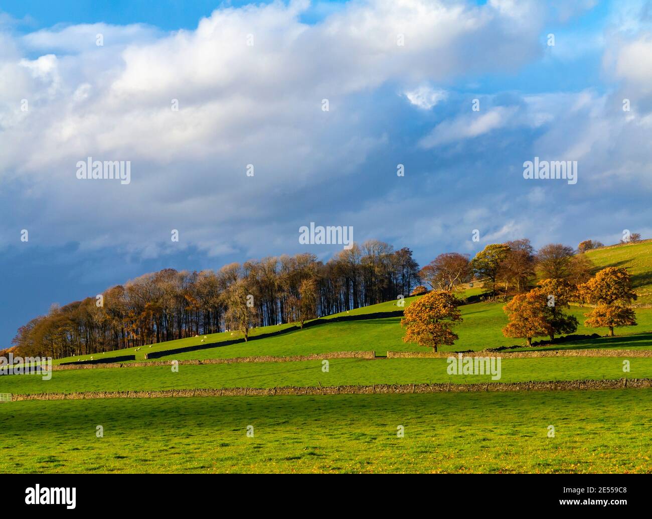 Autumn landscape with trees at Two Dales near Matlock in the Derbyshire ...