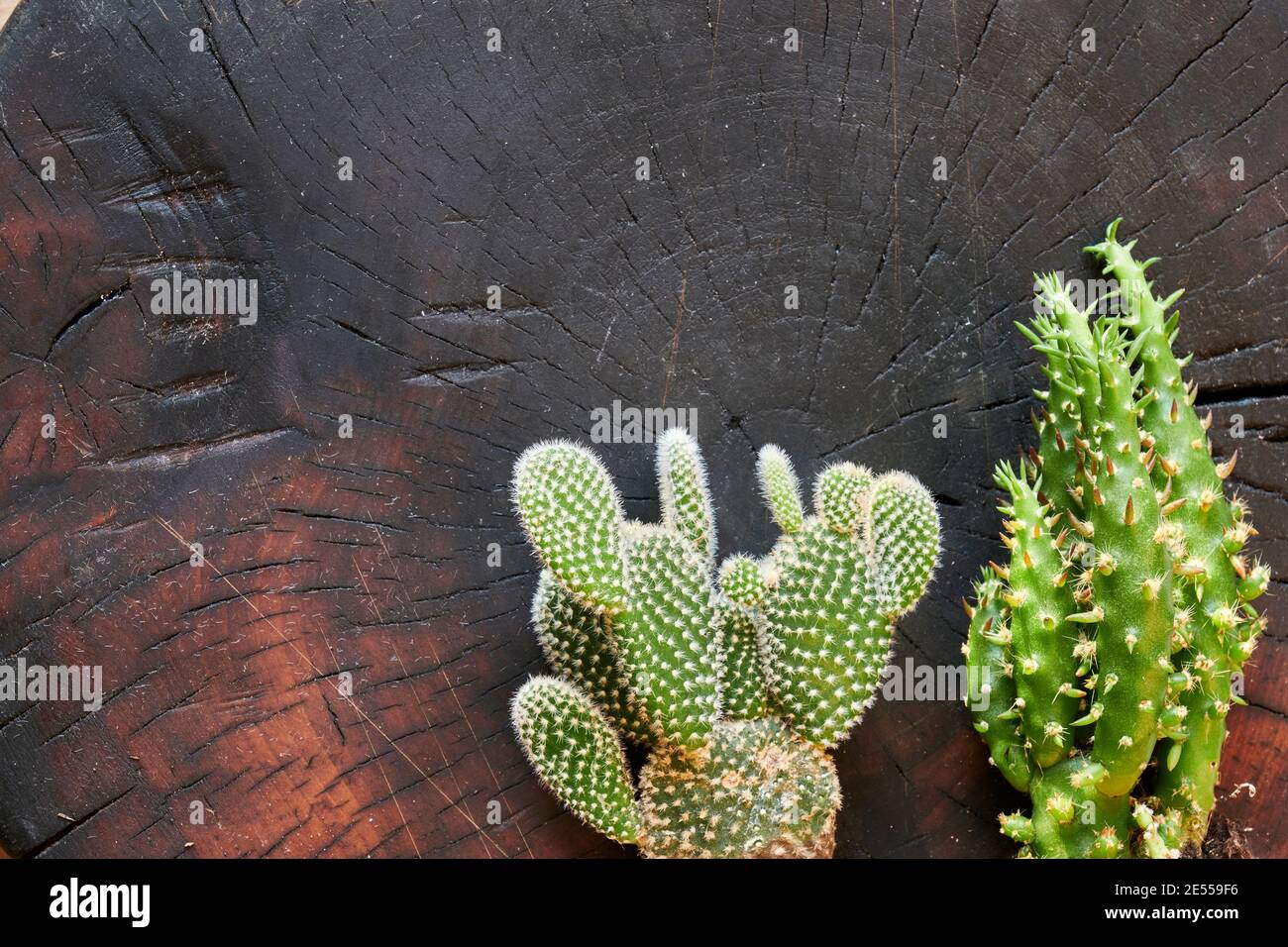 two cacti against the background of a dark cut of a tree Stock Photo ...