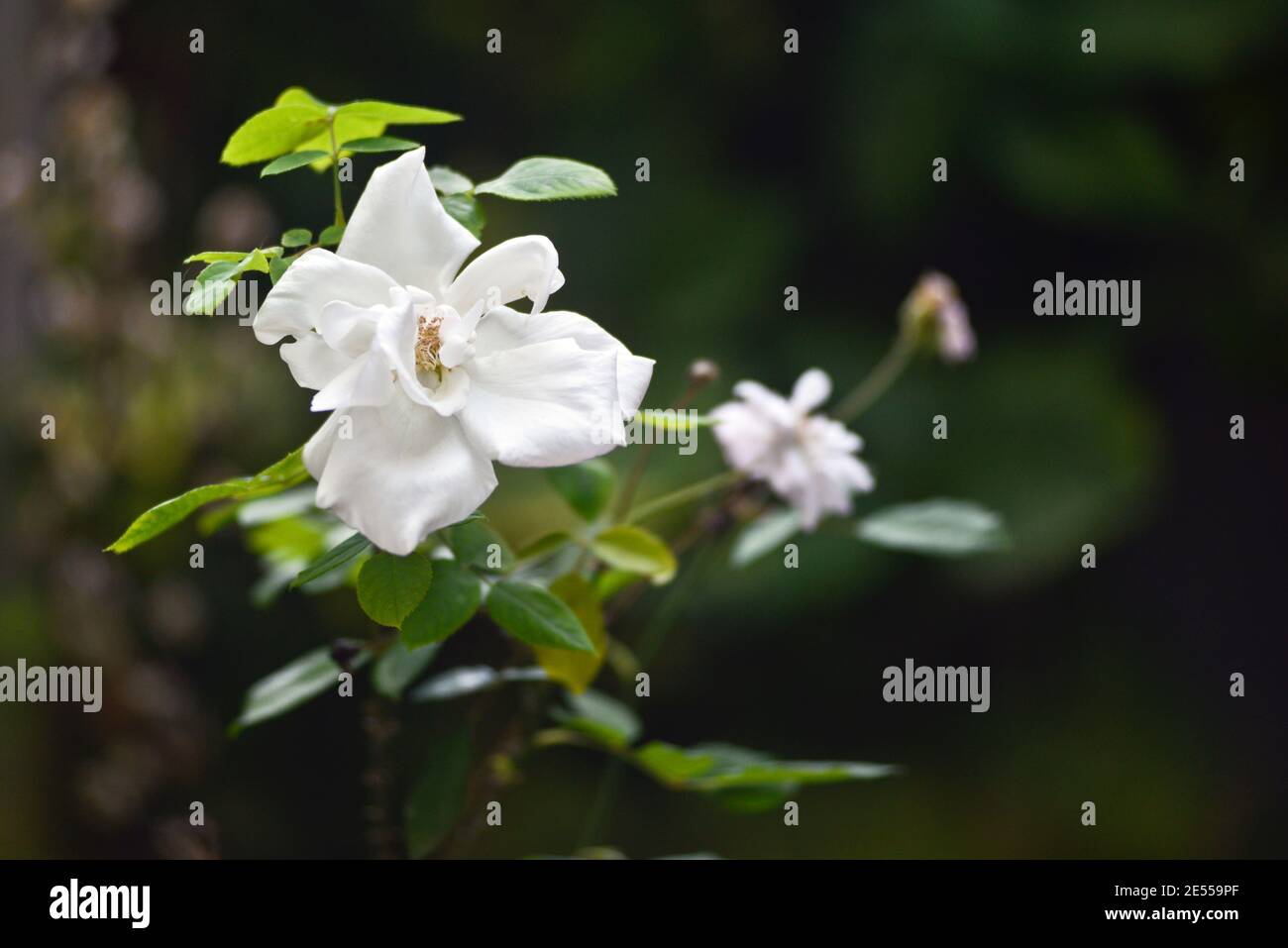 White house rose garden hi-res stock photography and images - Alamy
