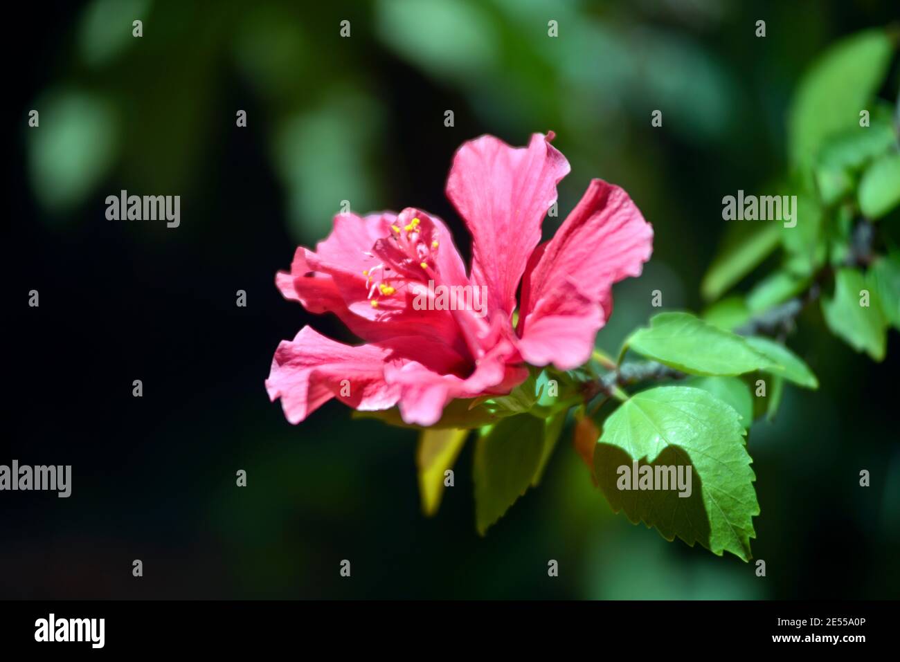 Hibiscus rosa-sinensis, also called Chinese hibiscus, China rose ...