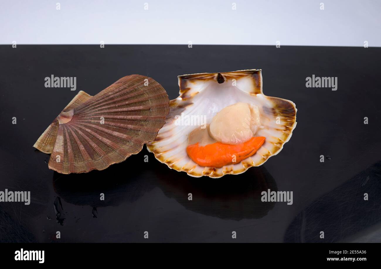 Scallop of the sea hi-res stock photography and images - Alamy