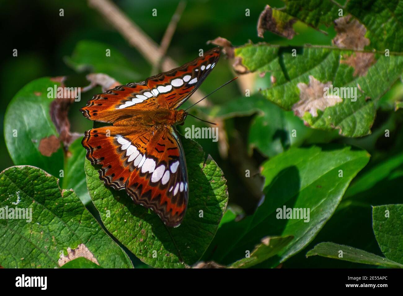 Wing commander green hi-res stock photography and images - Alamy