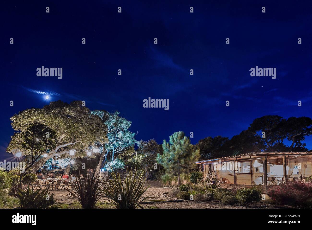 Blue sky view pine hi-res stock photography and images - Alamy