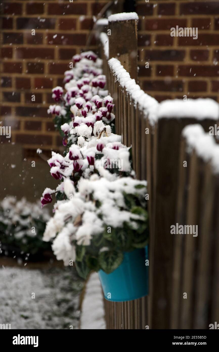 Flower ports snowed under - seasonal planting and growing Stock Photo ...
