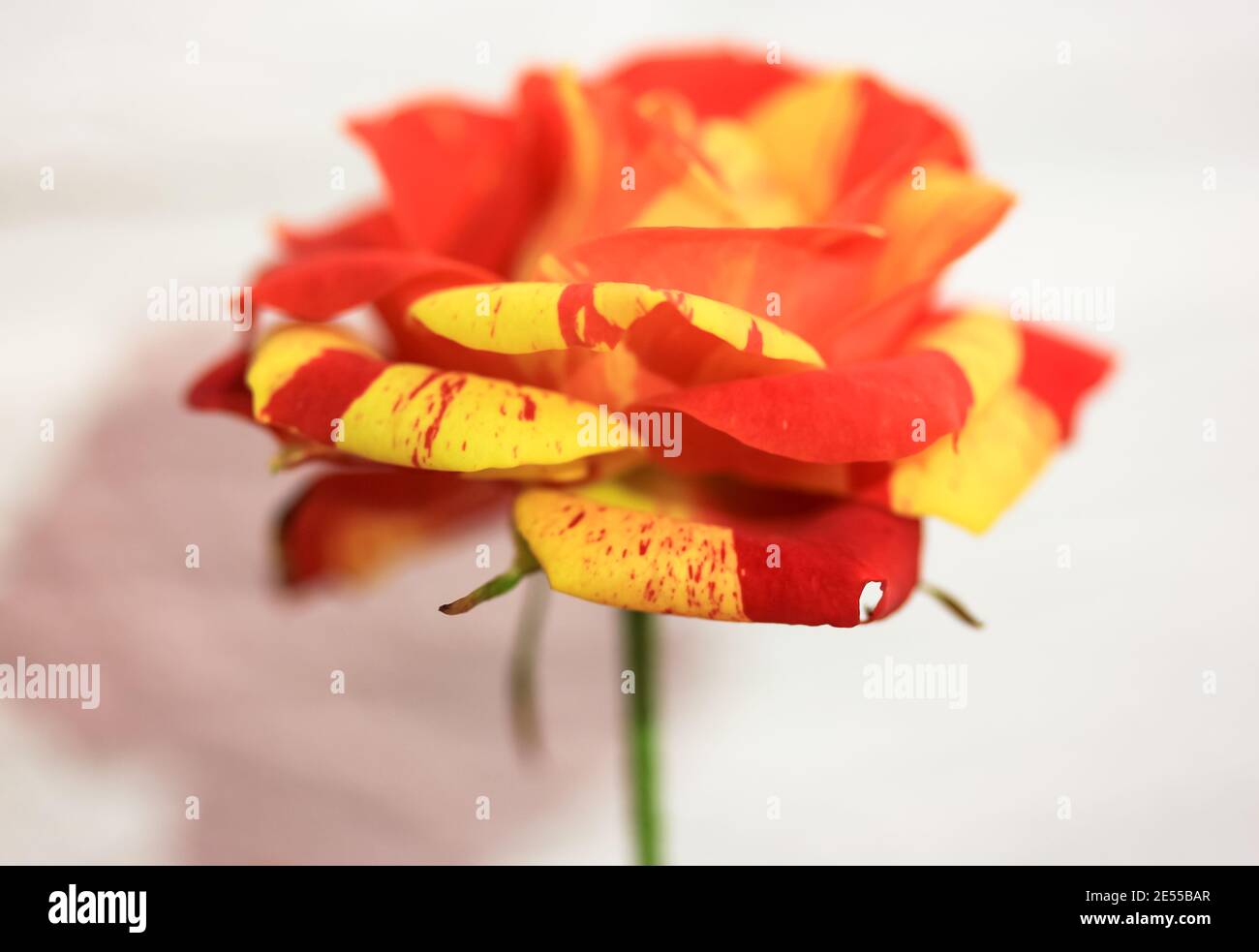 Double tone rose hi-res stock photography and images - Alamy