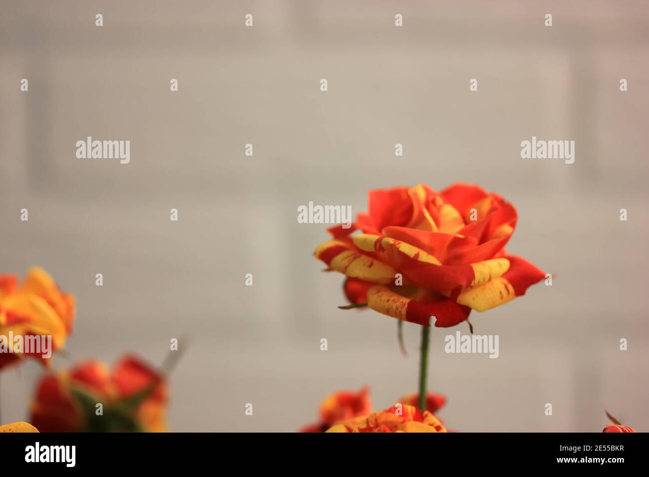 Bicolor red white rose bloom hi-res stock photography and images - Alamy