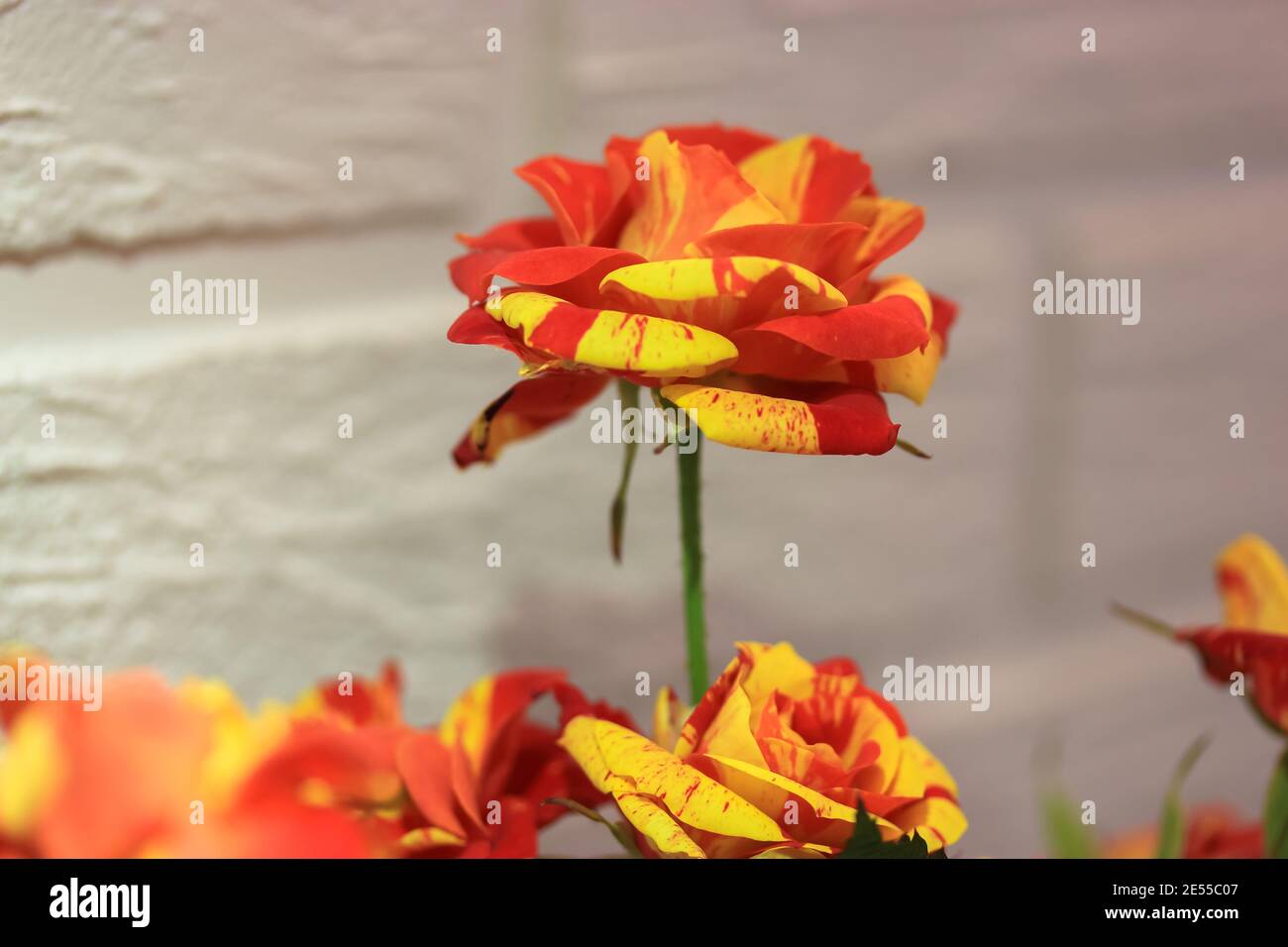 Double tone rose hi-res stock photography and images - Alamy