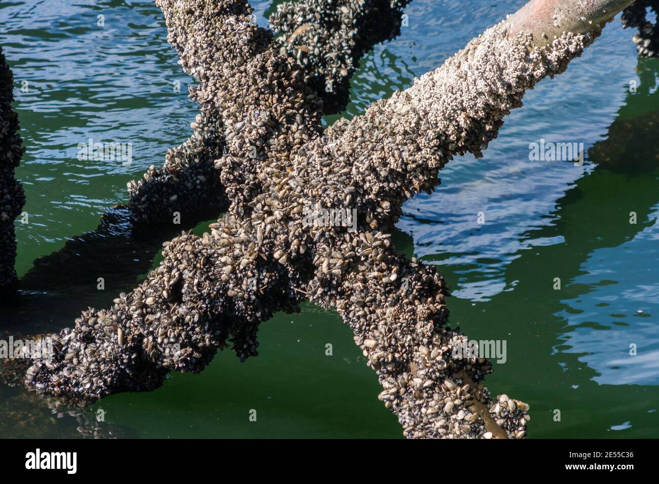 Pier with old rusty concrete pillars by the sea Stock Photo - Alamy
