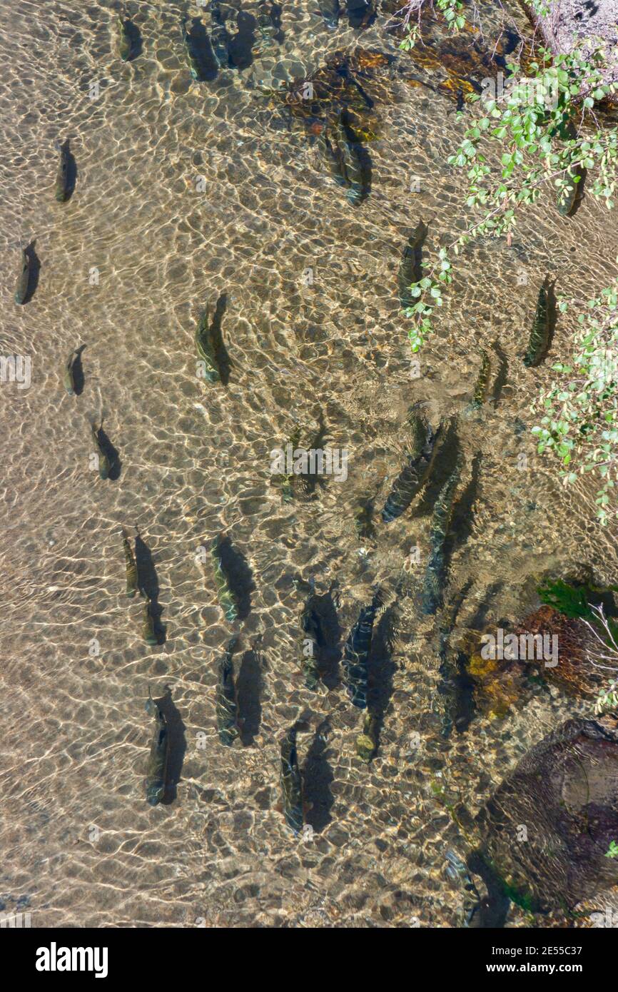 Group of small fish in a dirty river at daytime Stock Photo - Alamy