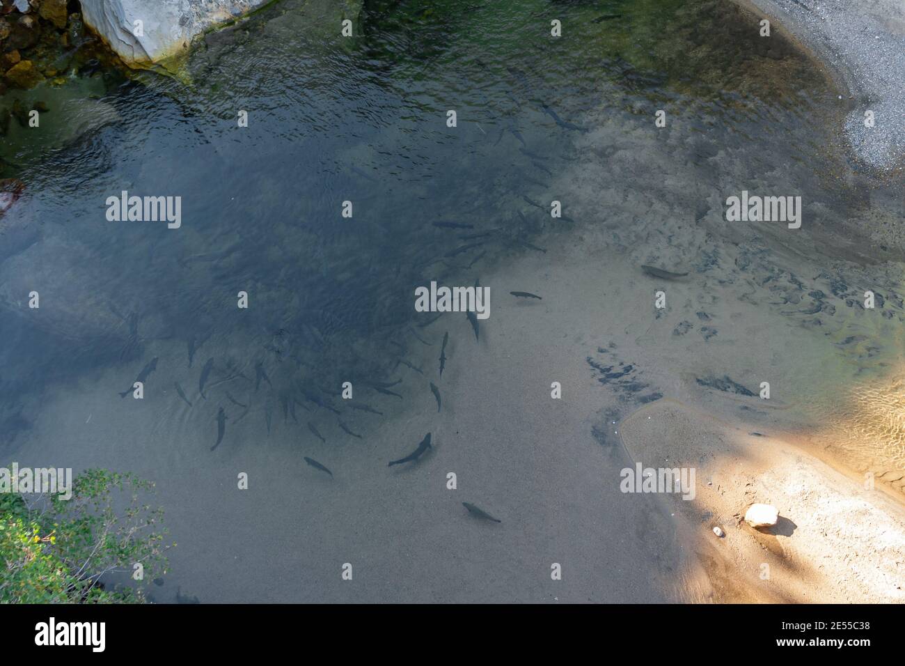 Group of small fish in a dirty river at daytime Stock Photo - Alamy