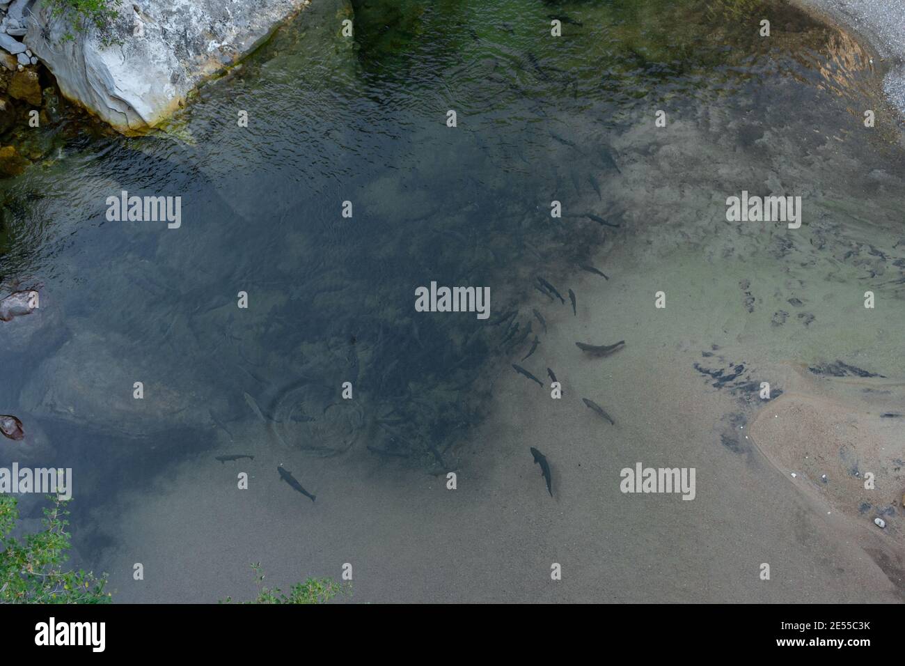 Group of small fish in a dirty river at daytime Stock Photo - Alamy