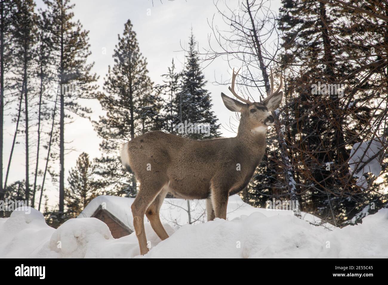 Predator of deer hi-res stock photography and images - Alamy