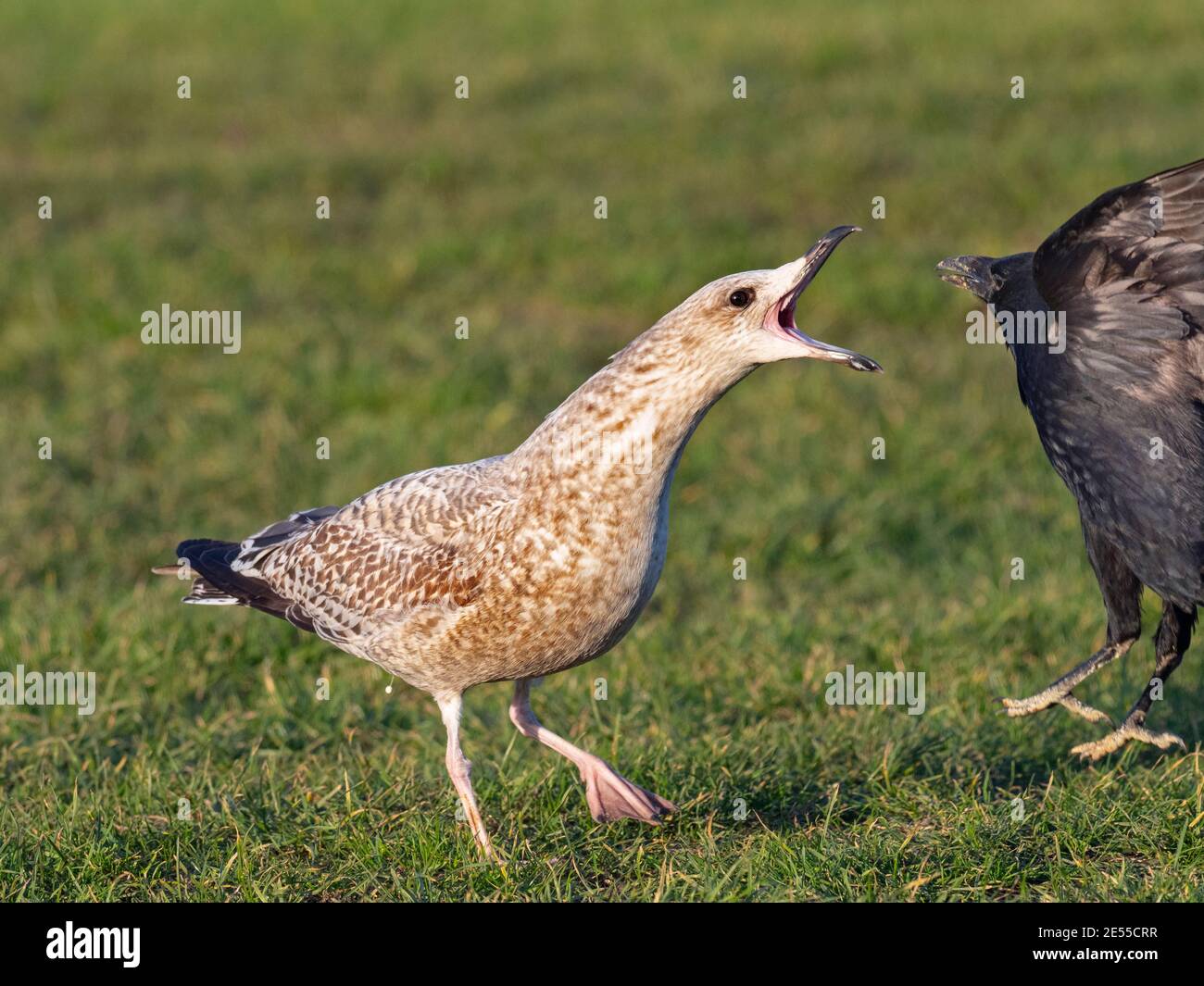 Wild crow feeding hi-res stock photography and images - Alamy