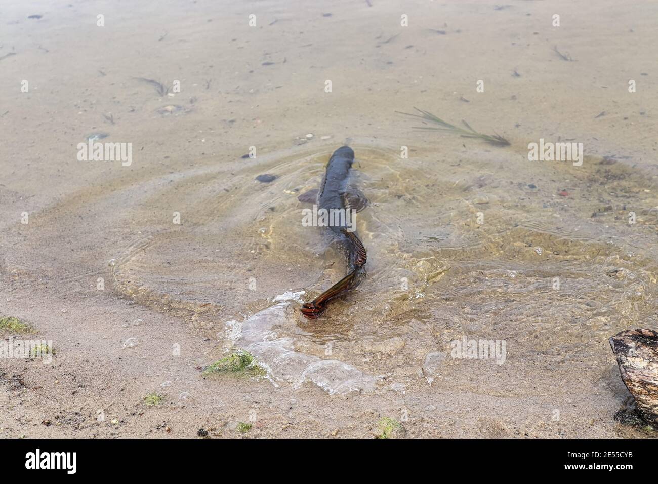A released northern pike swimming from shore Stock Photo - Alamy