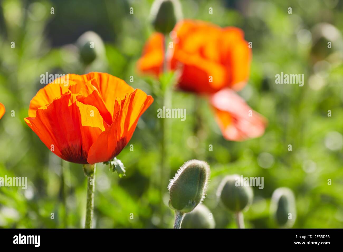 Macro photo nature flowers blooming poppies. Background texture of red ...