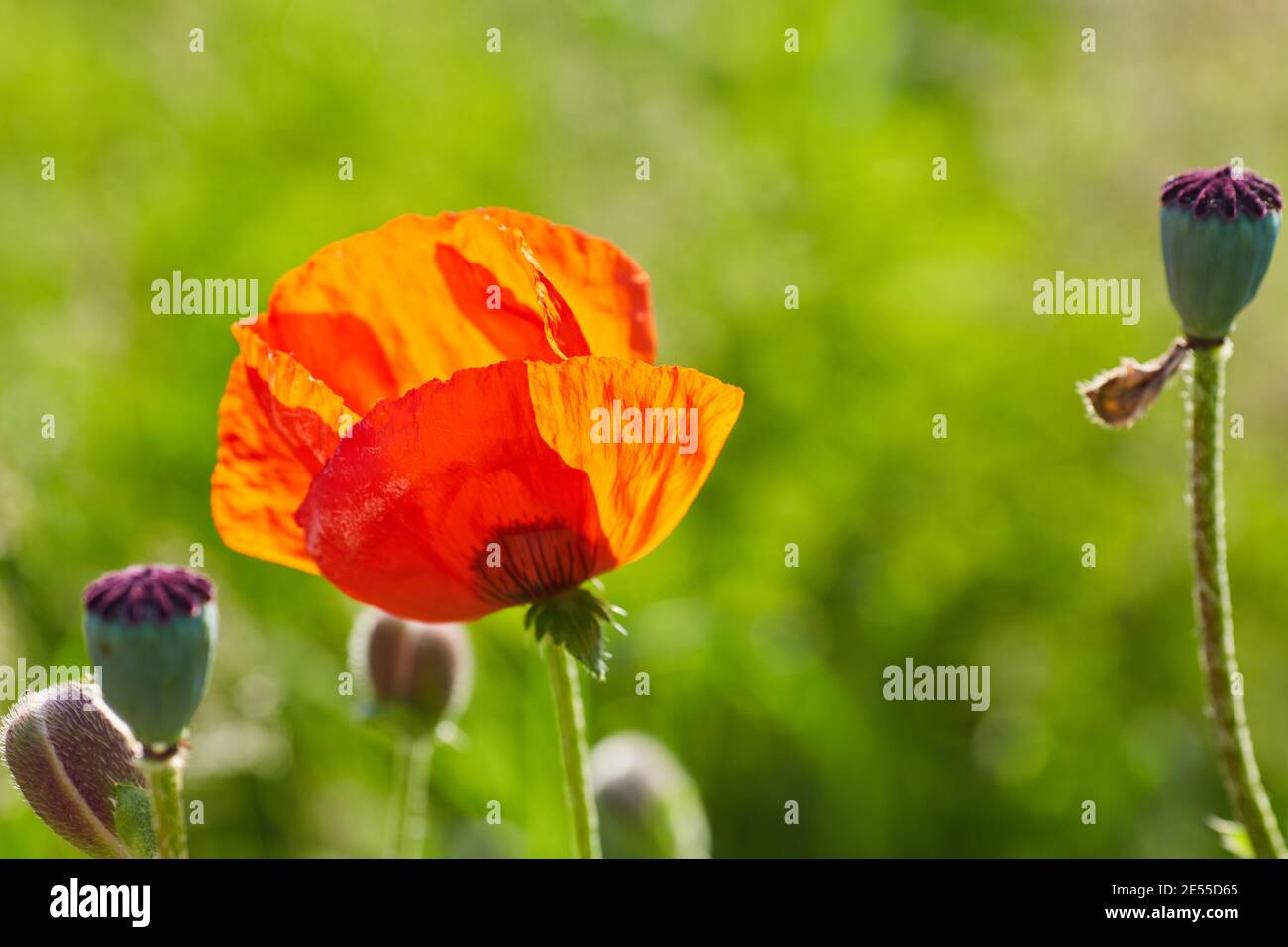 Flower poppy flowering on background poppies flowers. Nature Stock ...