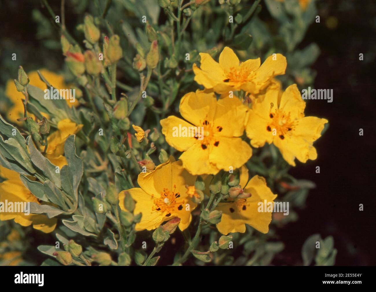Tuberaria guttata flower hi-res stock photography and images - Alamy