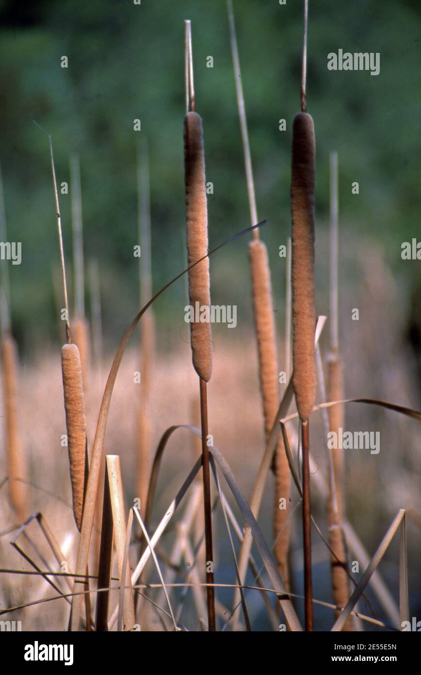 Typha latifolia close-up (scanned from Fujichrome provia Stock Photo ...