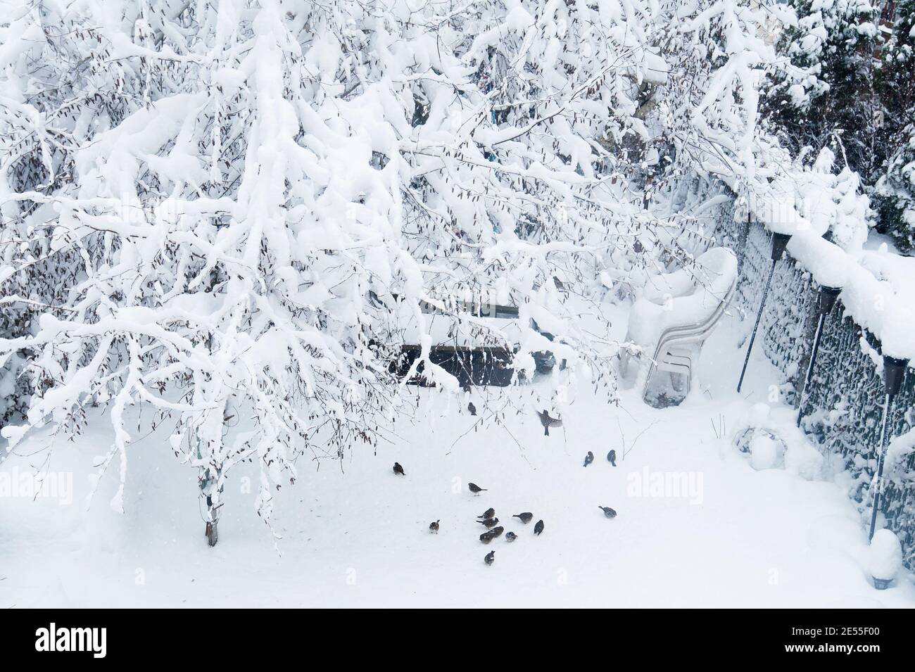 White backyard hi-res stock photography and images - Alamy